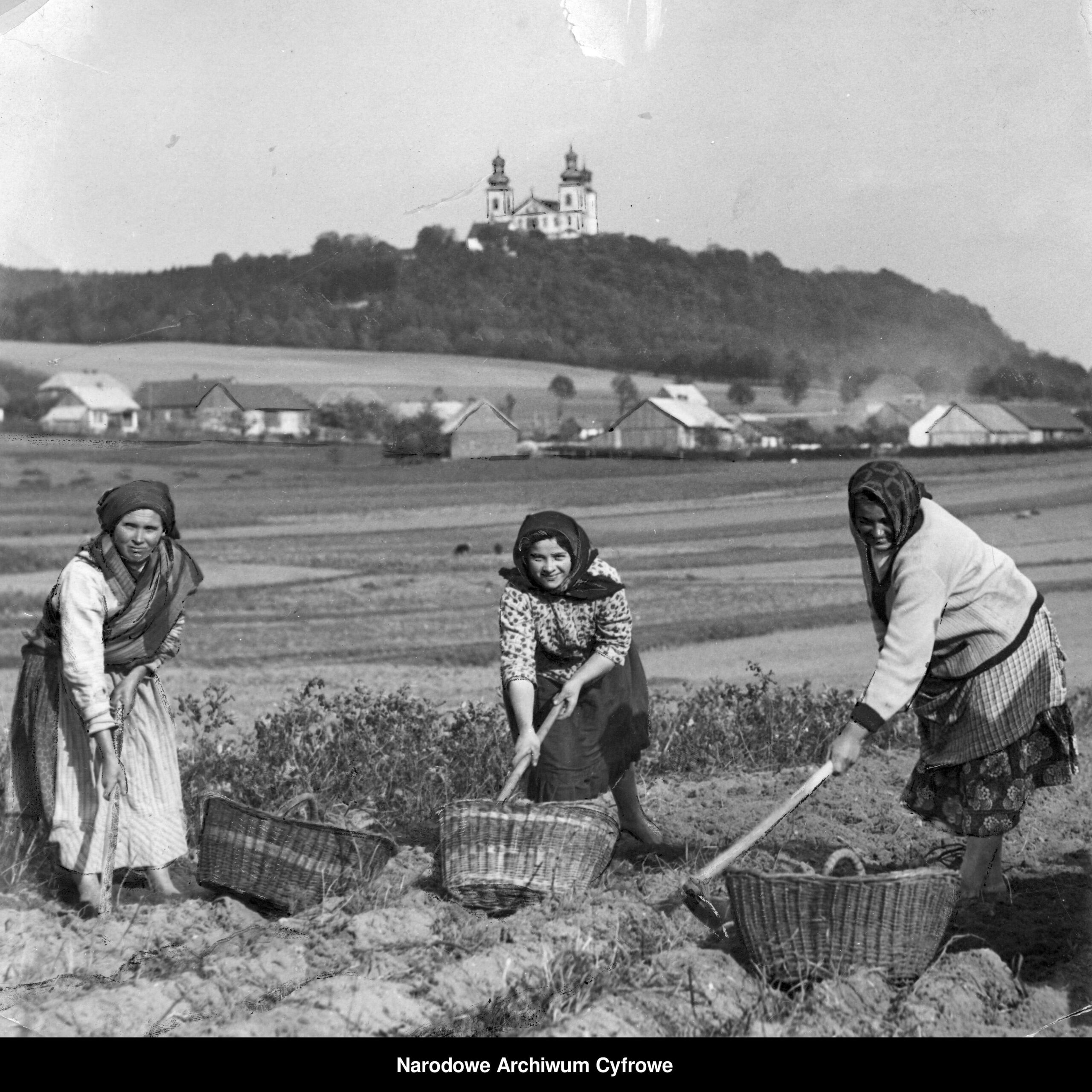 The potato history of Europe - herito